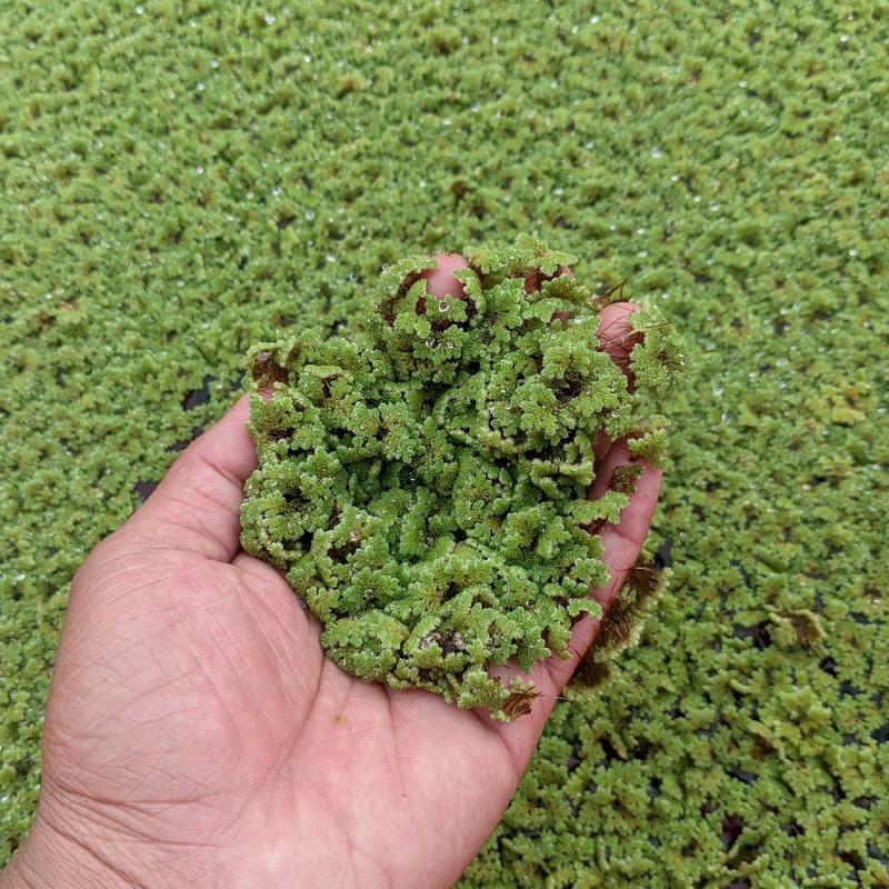 azola super premium produk berkualitas untuk dibudidayakan lagi - Shop ...