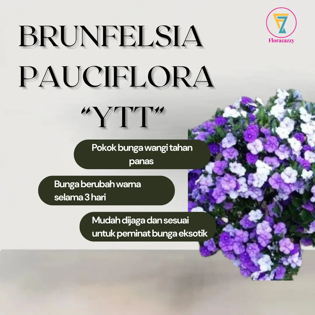 FLORAZAZZY Pokok Bunga YTT Yesterday Today Tomorrow Brunfelsia ...