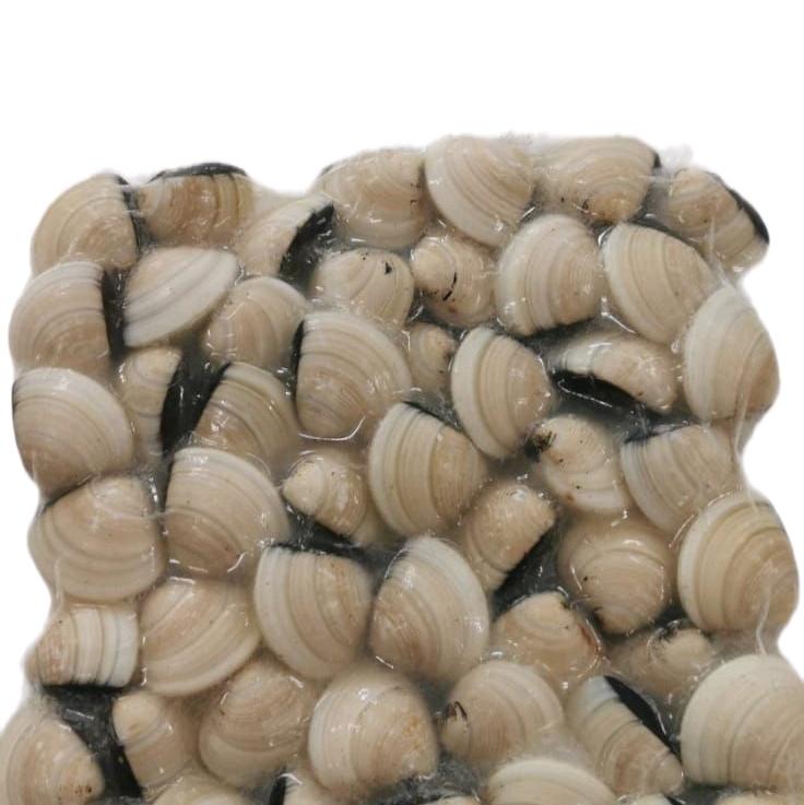 Frozen White Clam (lala) 1kg - TikTok Shop Singapore