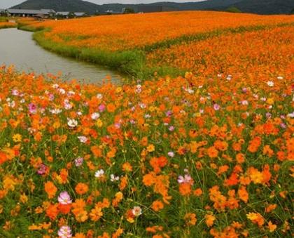 Vulcanized chrysanthemum seeds yellow Bose chrysanthemum seeds - TikTok ...