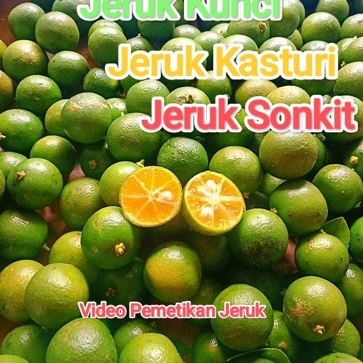 Jeruk Kasturi Jeruk Songkit Hijau Jeruk Kunci Jeruk Kesturi Jeruk ...
