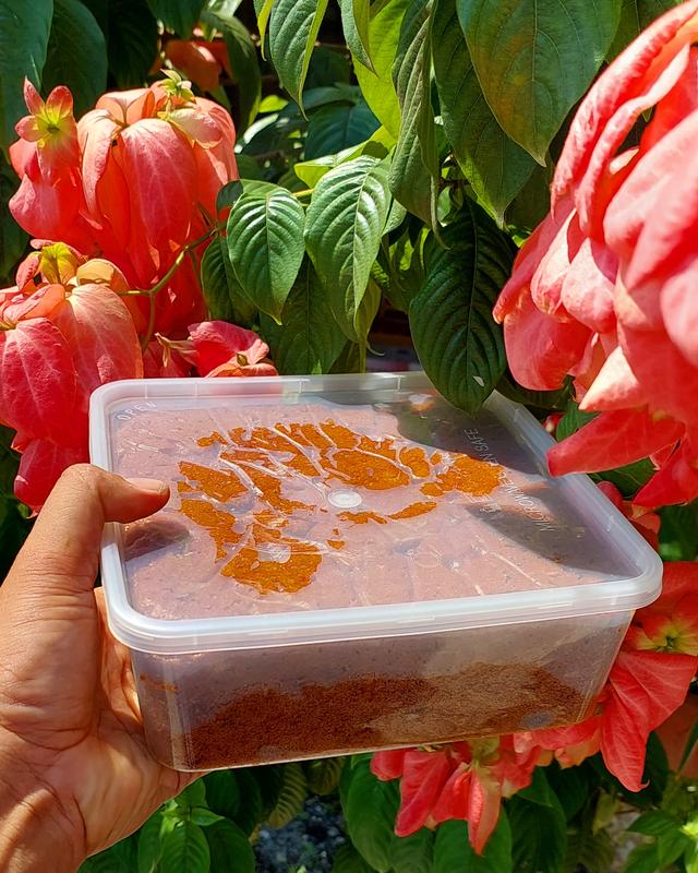 Kek Buah Kukus Mixed Fruit Steamers Cake Homemade Halal Bersih - TikTok ...