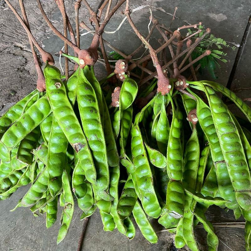 PETE PADI APA ADANYA ASLI WONOGIRI - Shop | Tokopedia