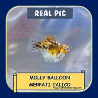 Jual IKAN HIAS AIR TAWAR - MOLLY BALON MERPATI CALICO / MOLLY BALON ...