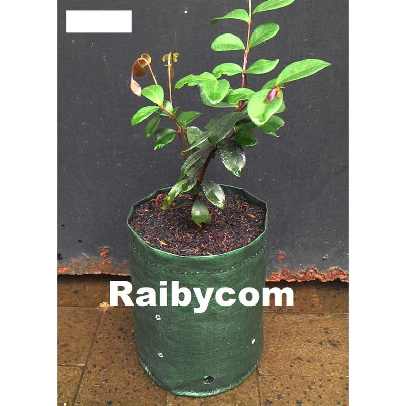 Planter Bag 3 Liter Easy Grow Planterbag Pohon Buah Tanaman Sayur ...