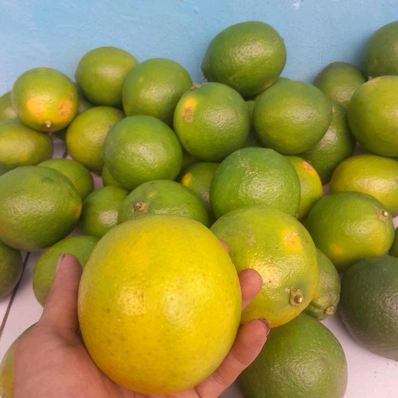 Jeruk lemon California ,langsung dari petani ,Fress Fress isi 4 atau 5 ...