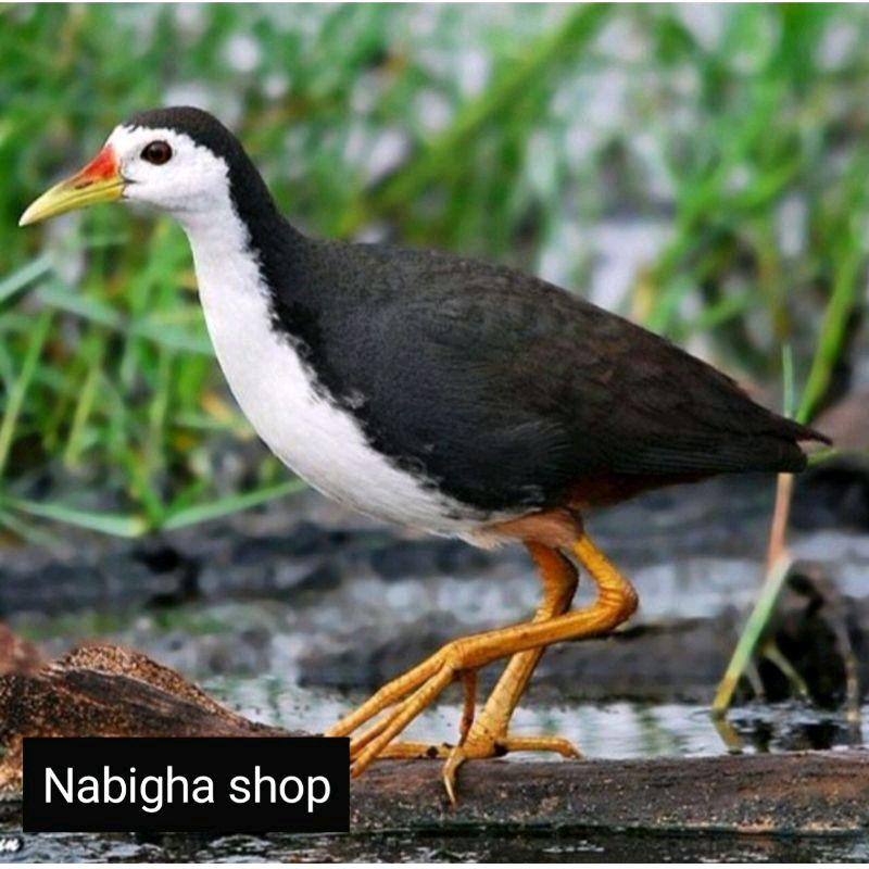 jontrot atau pikat patung burung ruak-ruak new 2 - Shop | Tokopedia