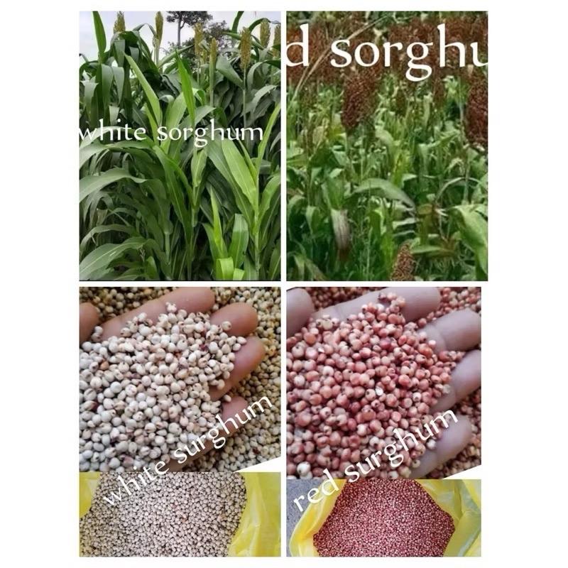 Sorghum Forage Grass Red / White Seeds for planting (500Seeds) - TikTok ...