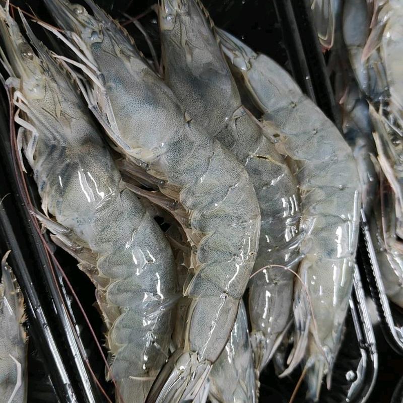 Fresh Frozen Grey Prawn (180gm-200gm) - TikTok Shop Singapore