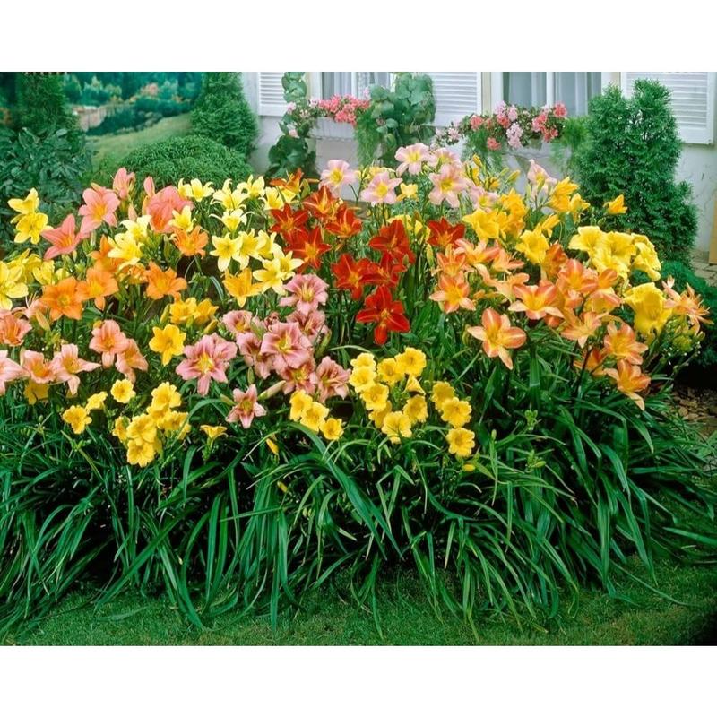 Benih Bibit Biji - Bunga Day Lily Mix Daylilies Hemerocallis Flower ...