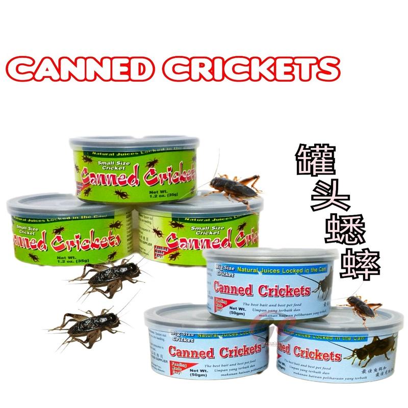 Canned Crickets/Jangkerik Tin/Fish Baits/Umpan ikan/Food & Snack for ...