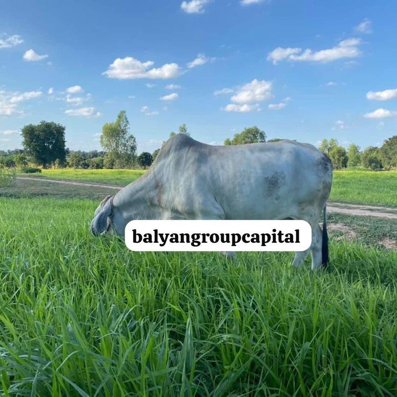 Benih Rumput RUZI Top ONE Sumber Protein Tinggi Sumber Utama - TikTok ...