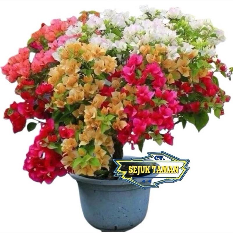 (Termurah) tanaman bunga bougenville 5 warna Asli tanaman hias - Shop ...