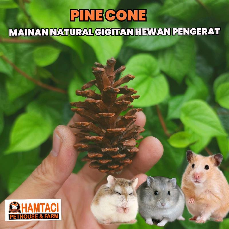 PINE CONE NATURAL CHEWING FOR HAMSTER/GIGITAN HAMSTER/PENGERAT - Shop ...