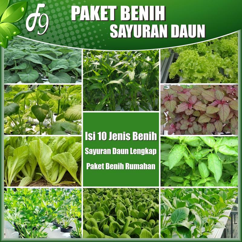 Paket Benih Bibit Sayuran Daun Lengkap 10 Jenis Benih sayur Kangkung ...