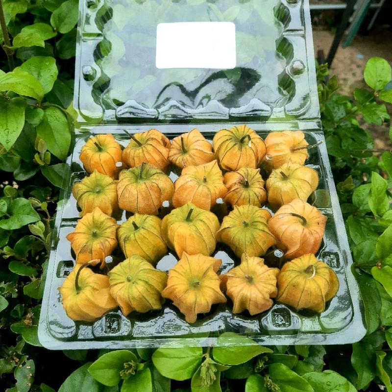 Goldenberry Fresh Isi 20 Buah - Premium Series - Ciplukan - Cecendet ...