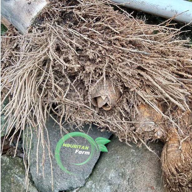 Akar Bambu Kering Bahan PGPR dan Biang Jakaba Super Akar Bambu Kering ...
