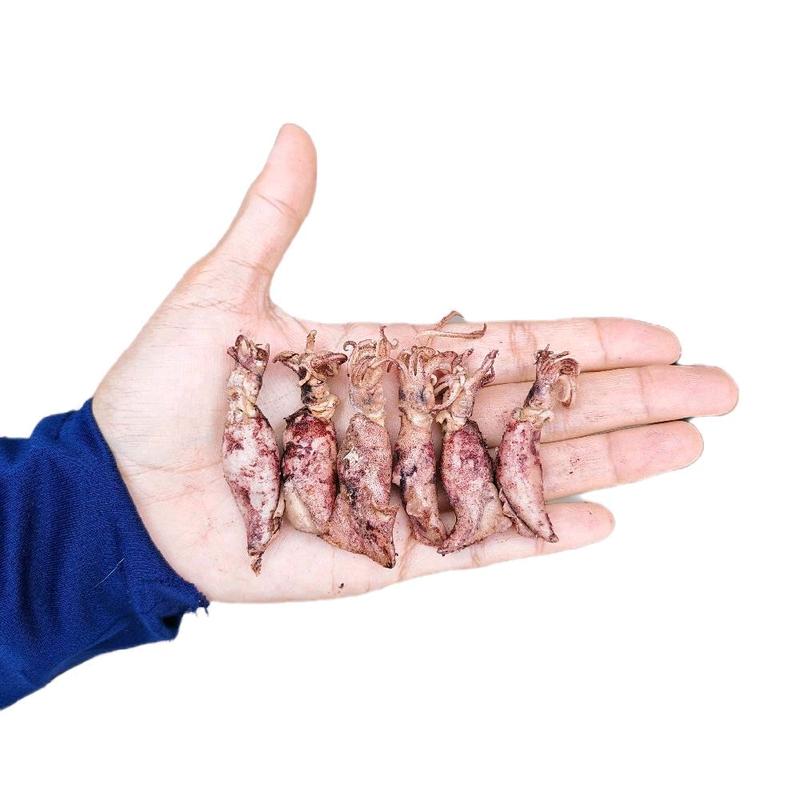 Sotong Jarum Masin Kering/ Cumi Panjang / Cumit Kering - Dried - TikTok ...