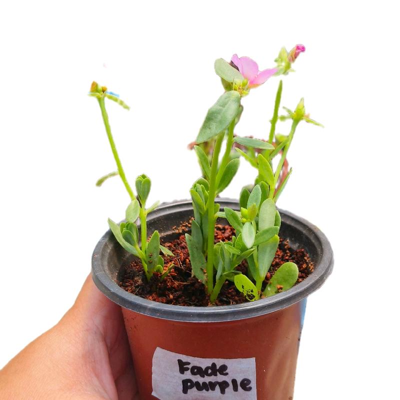 'Artificial' bunga ros jepun/ Portulaca grandiflora Fade Purple ...