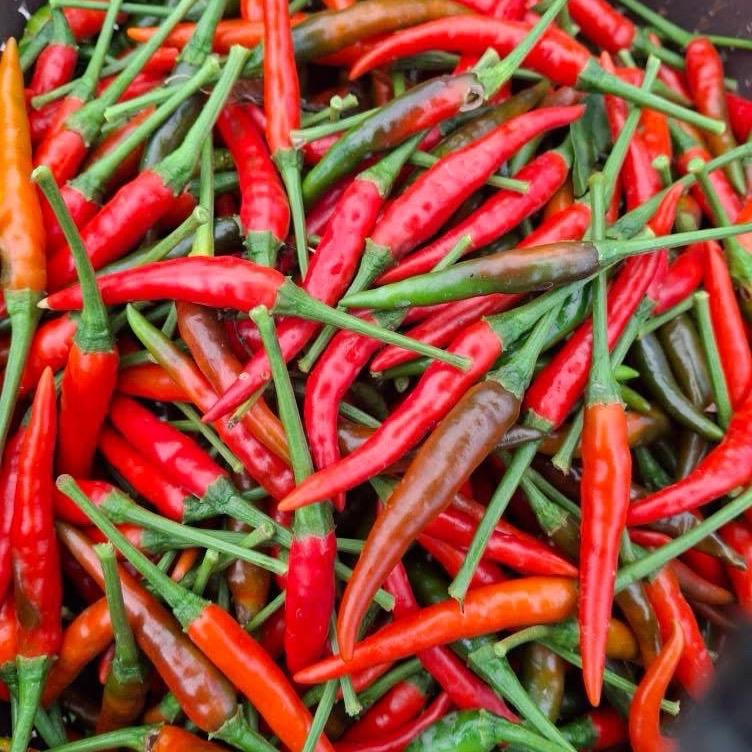 Fresh Hybrid Siling Labuyo/Siling taiwan Seeds 25 Seeds - TikTok Shop ...