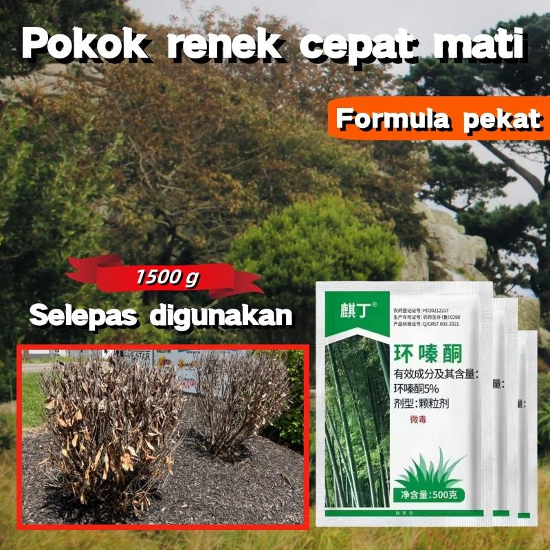(Malay spot) alion arcun rumput parakuta Weeding, rotten tre - TikTok ...
