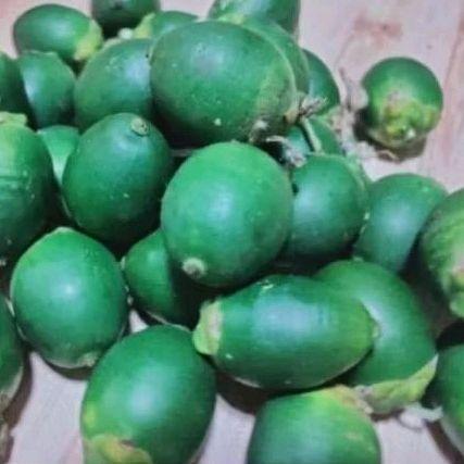 buah pinang muda fresh segar 1kg /jambe muda fresh - Shop | Tokopedia