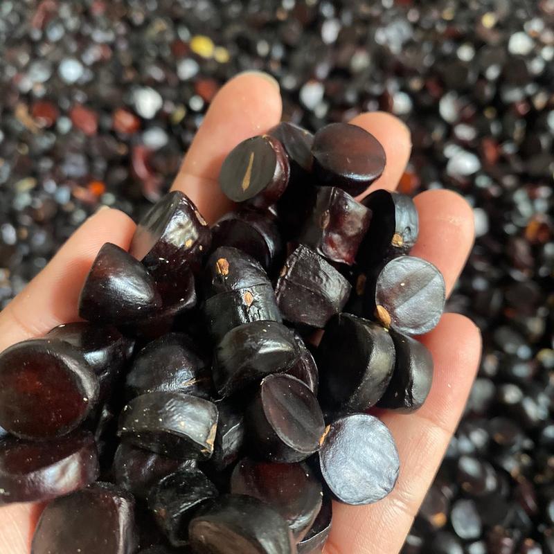 Kabau jolang jaling Sumatra Dari Lampung Bahan Masakan 250 gr - Shop ...