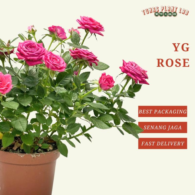 Pokok Bunga ROSE Pokok Hiasan Murah - TikTok Shop Malaysia