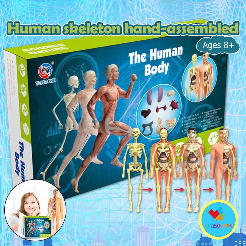 Educational Toys 3D Body Puzzle Human Body Model STEM Toys for - TikTok ...