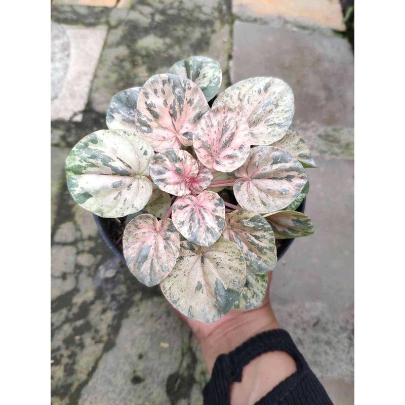 Peperomia Pink Lady - ornamental plant - indoor plant - TikTok Shop ...