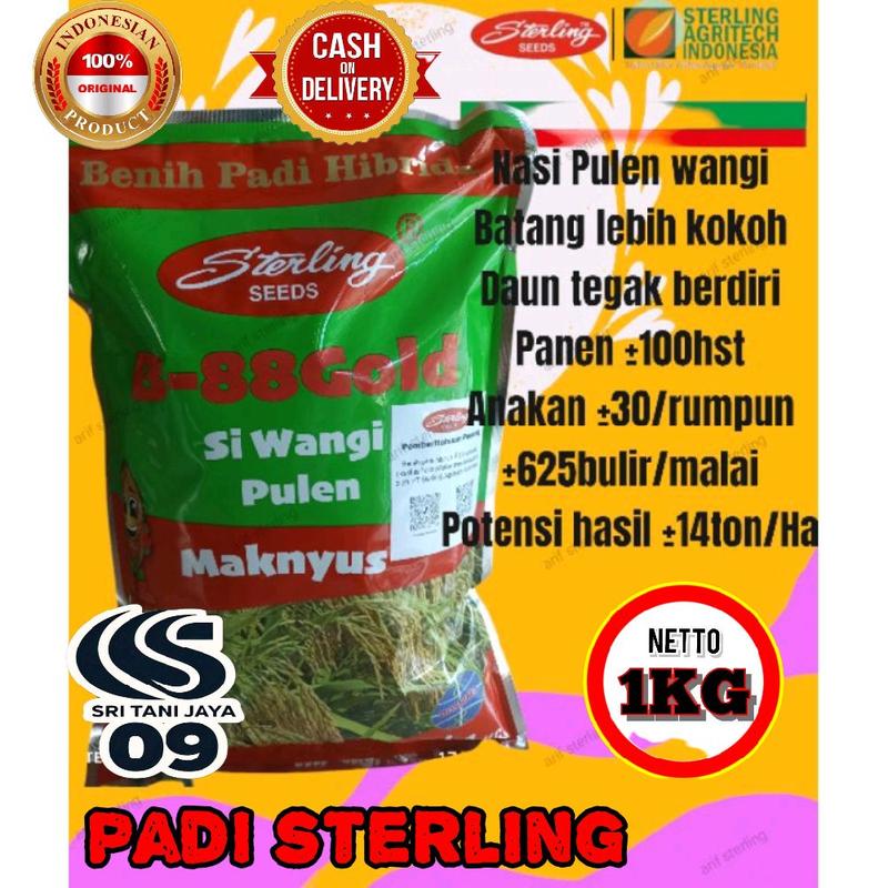 BENIH PADI B88-GOLD STERLING ORIGINAL PRODUK BERKUALITAS KEMASAN - Shop ...