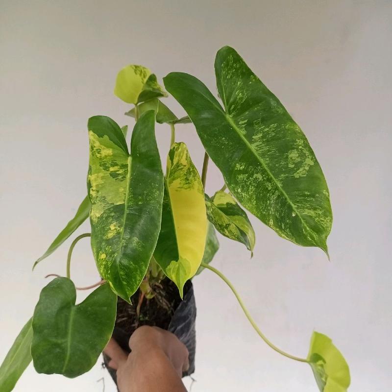 tanaman hias philodendron burlemarx variegata yellow / pilo dendron ...
