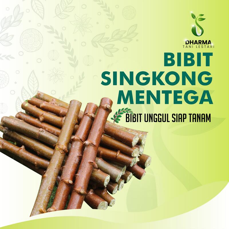 10 bibit singkong mentega siap tanam - Shop | Tokopedia