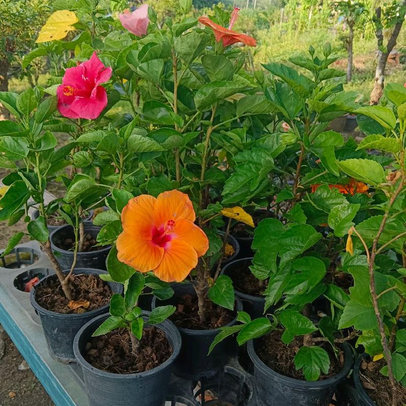 bunga raya thailand artificial - TikTok Shop Malaysia