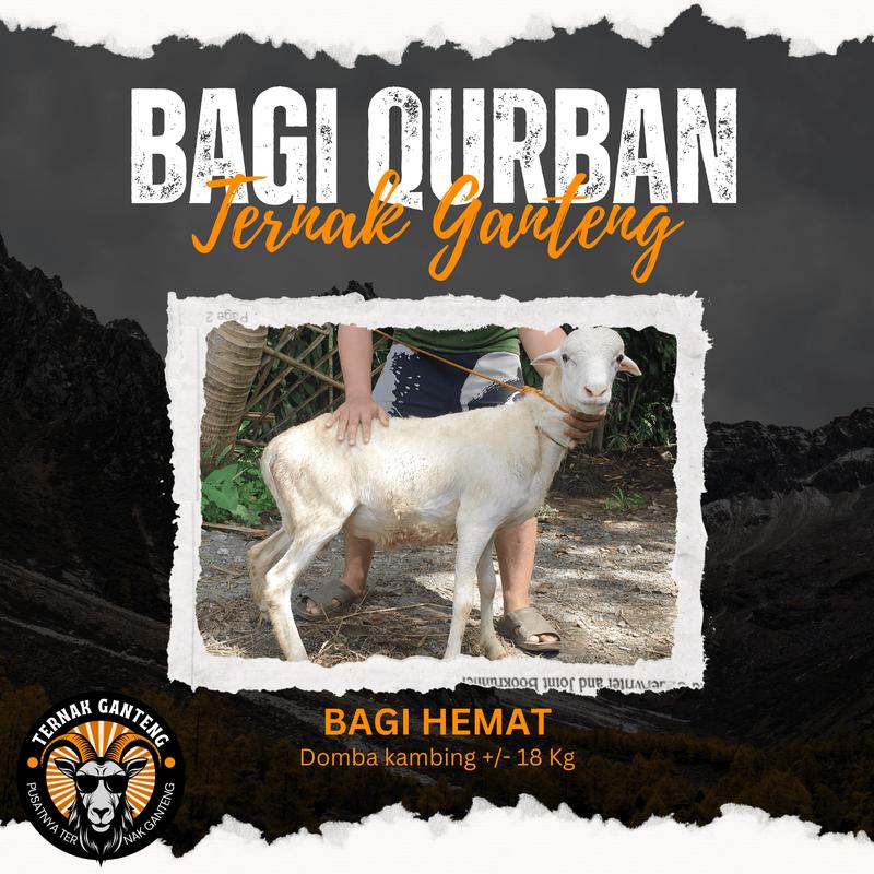 Hewan Qurban Kambing Domba Qurban Kurban Hidup Bobot 15KG Tebar - Shop ...