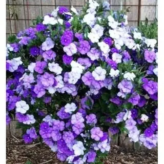 FLORAZAZZY Pokok Bunga YTT Yesterday Today Tomorrow Brunfelsia ...