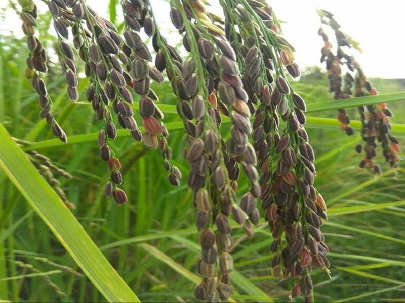 Beras Merah Super Premium 1 Kg – Sehat, Tinggi Serat, Rendah Gula ...