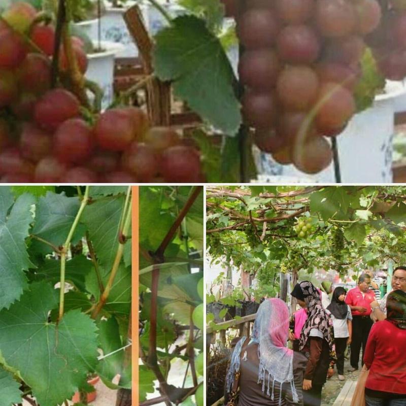 Anak Pokok Anggur Merah Seedless 3+ Feet(LIVE PLANT BERKUALITI - TikTok ...