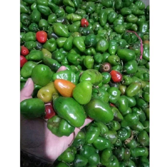 1 Kg CABE GENDUT/CABE UDEL LERENG PEGUNUNGAN Kecombrang - Shop | Tokopedia