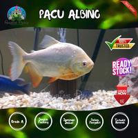 Jual Ikan Pacu Albino | Bawal Putih | Ikan Predator Air Tawar - Kota ...