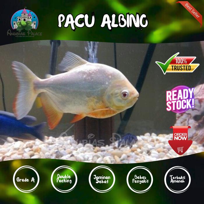 Jual Ikan Pacu Albino | Bawal Putih | Ikan Predator Air Tawar - Kota ...