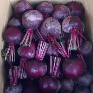 buah bit segar 1 kg untuk penambah darah - Shop | Tokopedia