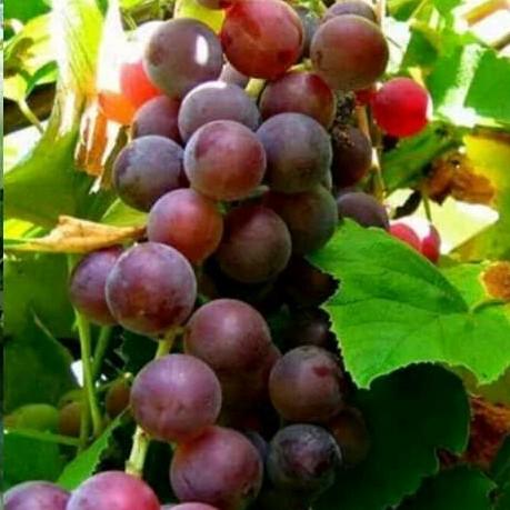 Anak Pokok Anggur Isabelle Seedless(LIVE PLANT BERKUALITI TINGGI ...