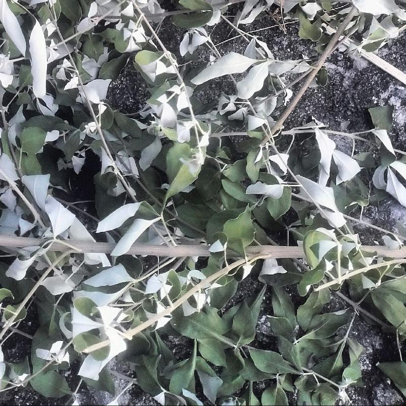 Daun Ficus Benjamina Segar – Khasiat Tradisional & Semula Jadi ...