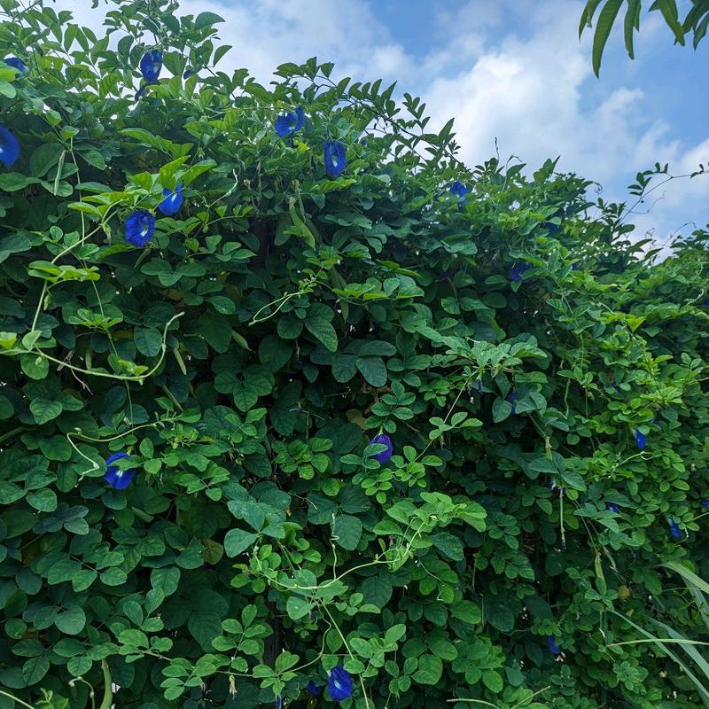 Pokok bunga telang / Butterfly pea plant - TikTok Shop Malaysia