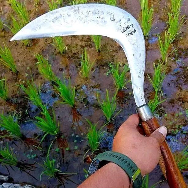 Arit Dewi Bintang Garut Model Jawa Pemangkas Rumput merk sabit - Shop ...