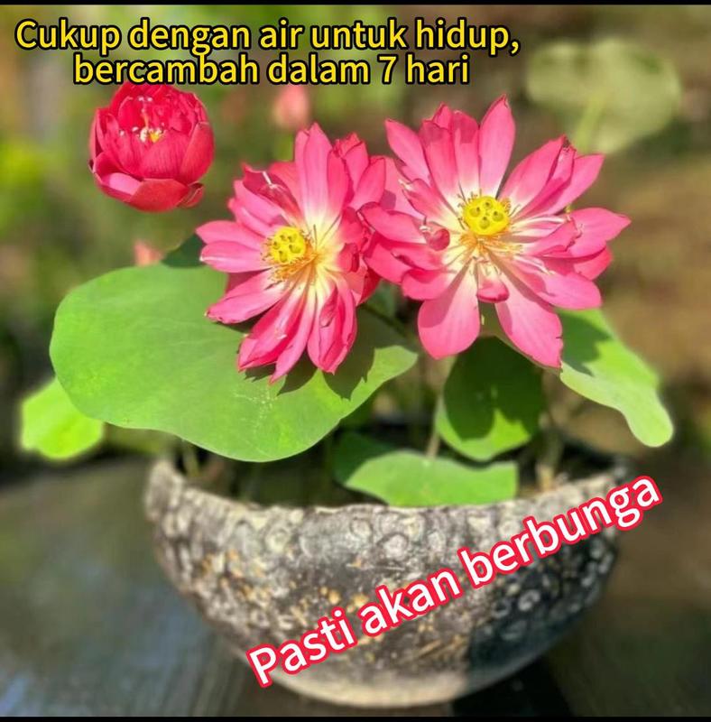27 Jenis Biji Benih Bunga Teratai 27Types Lotus Seeds 5pcs Water ...