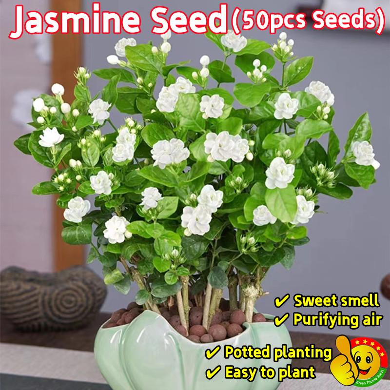 100% Original 50pcs Seeds White Jasmine Seeds Sale Biji Beni - TikTok ...
