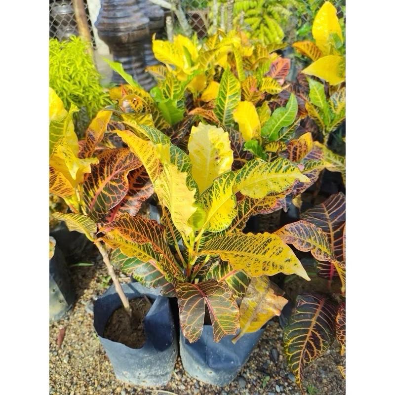 Keratan benih Pokok Puding Senjakala Kuning jenis daun besar - TikTok ...