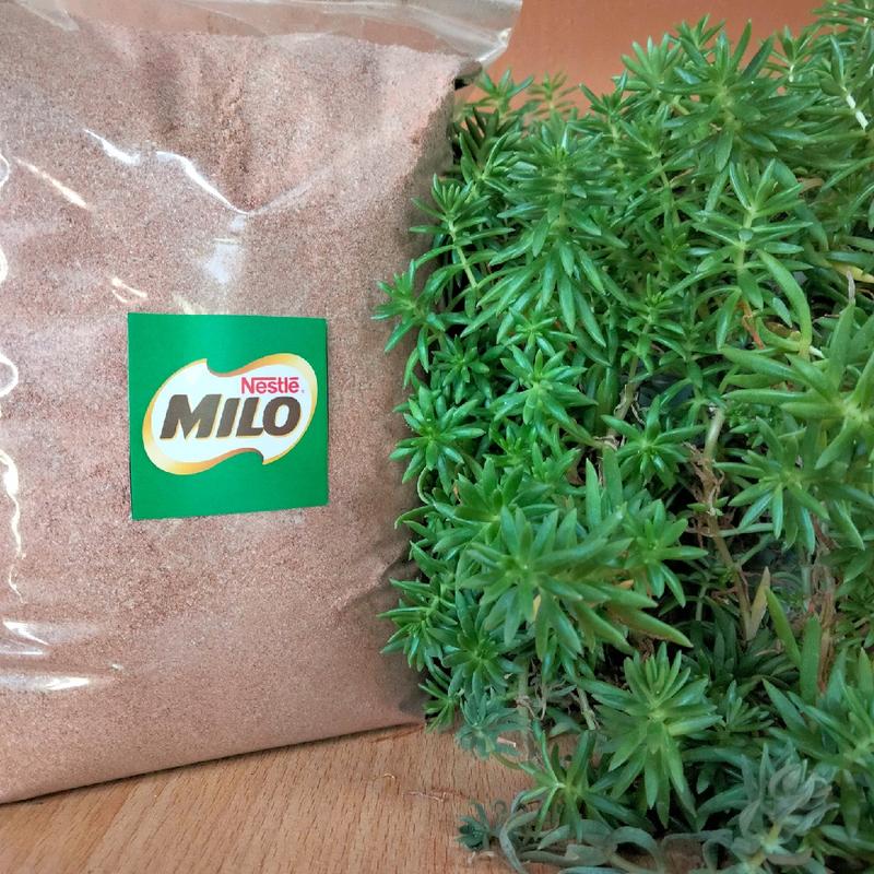 SUSU BUBUK RASA MILO COKLAT KEMASAN REPACK 1Kg Minuman Powde - Shop ...